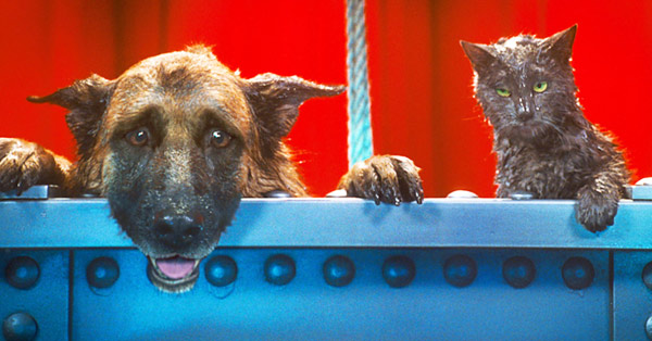 Cats vs Dogs: Who Have The Best Movies? | Rotten Tomatoes