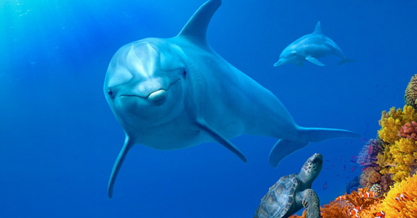 100 Best Nature Documentaries of All Time | Rotten Tomatoes