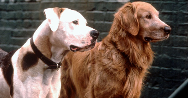 RT Recommends: Our Favorite on-Screen Dogs | Rotten Tomatoes